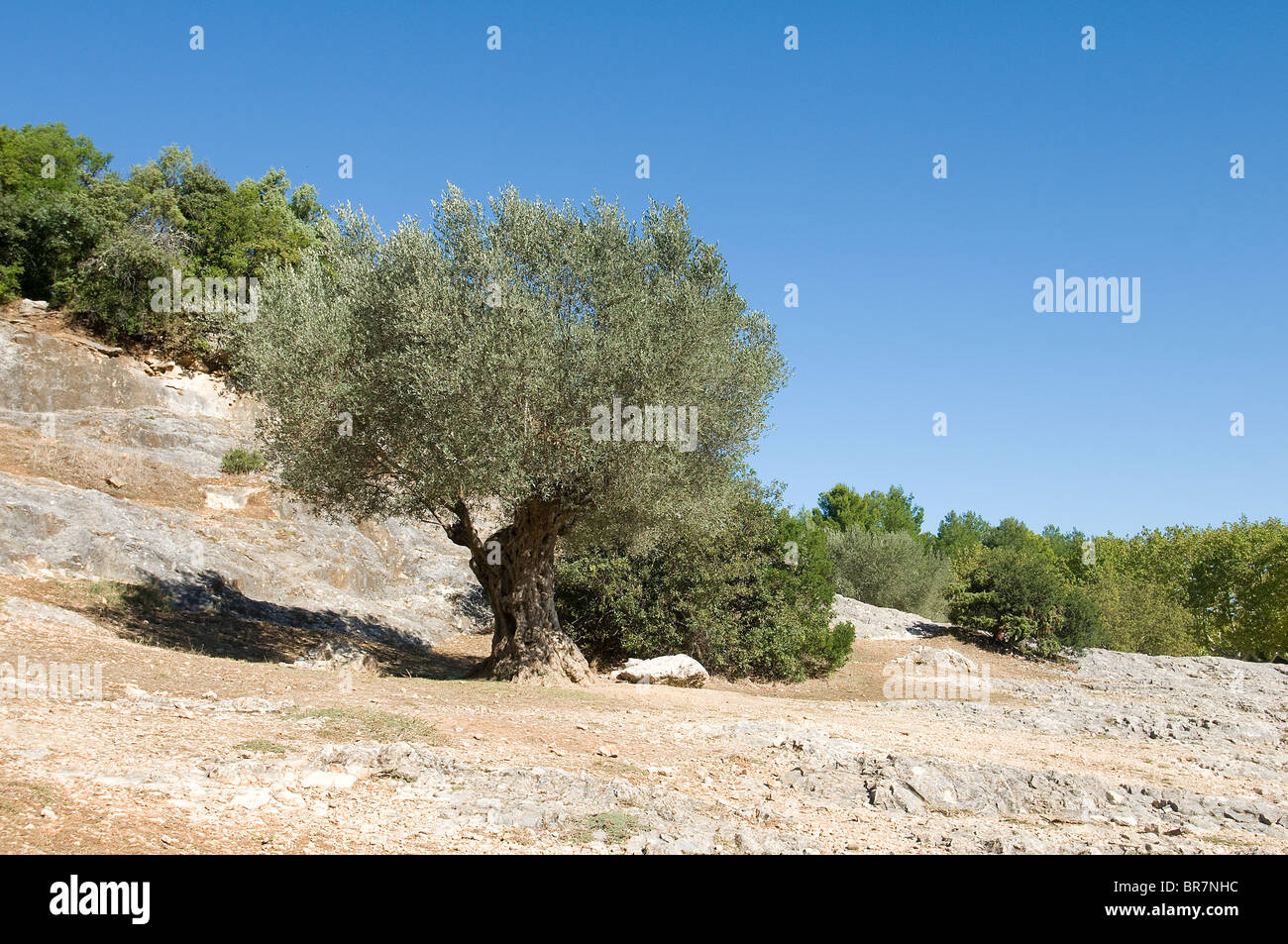 Olive tree france hi-res stock photography and images - Alamy