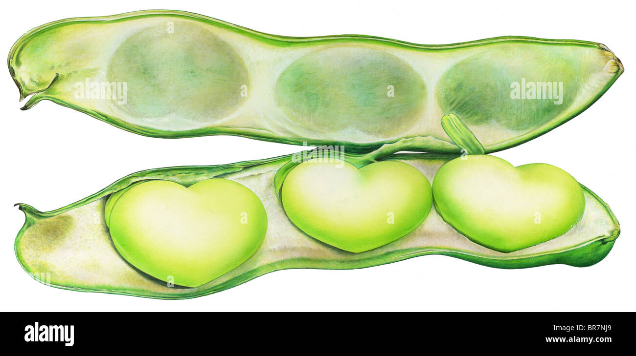 Heart shaped peas in pea pod Stock Photo - Alamy