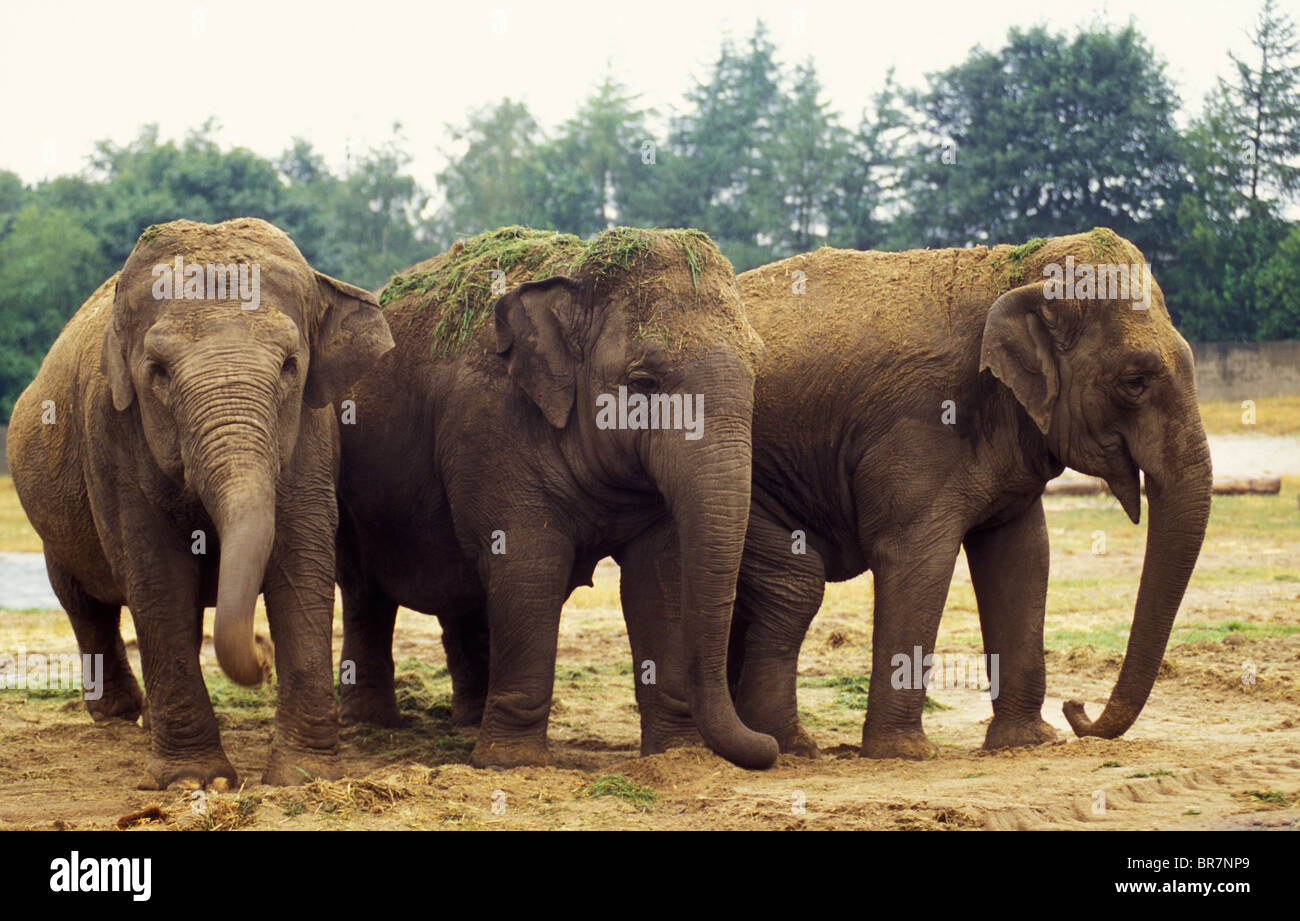 Elephant masters hi-res stock photography and images - Alamy