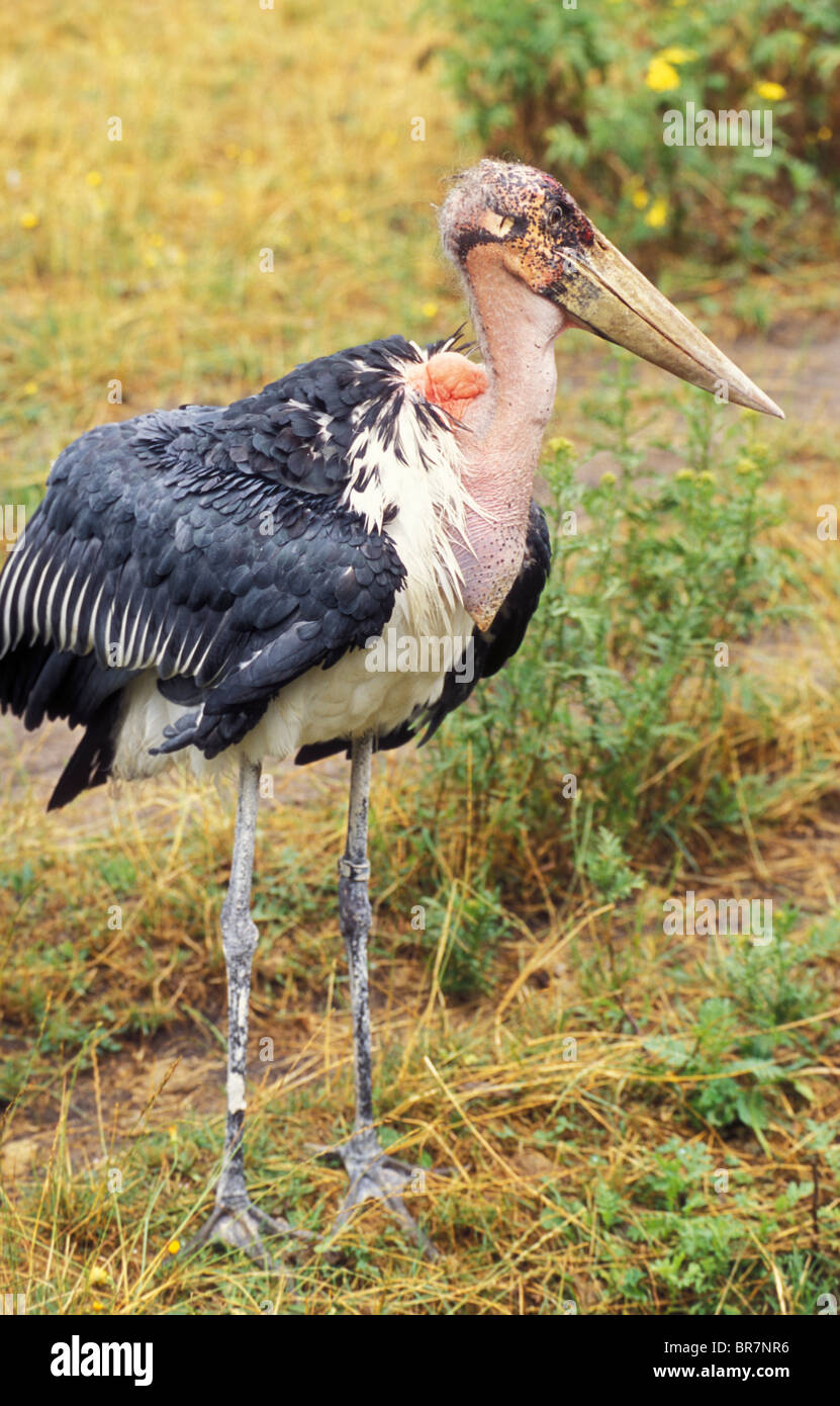 Evil bird hi-res stock photography and images - Alamy