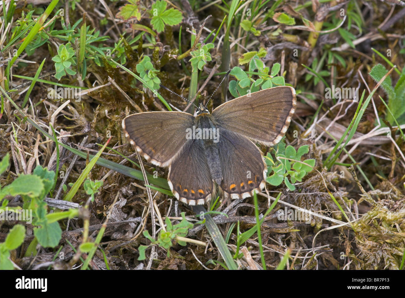 Female adonis blue hi-res stock photography and images - Alamy