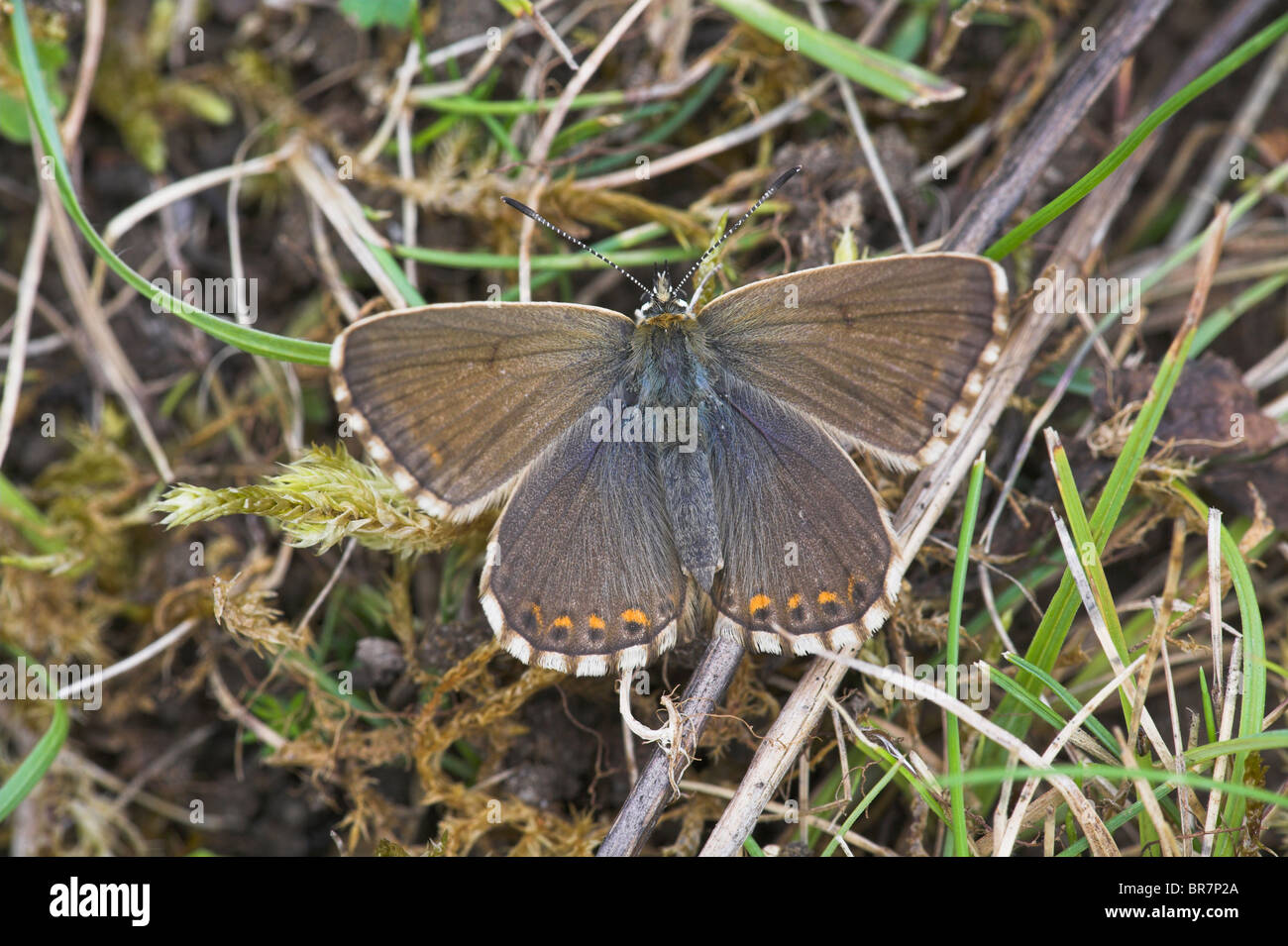 Lardon chase berkshire hi-res stock photography and images - Alamy
