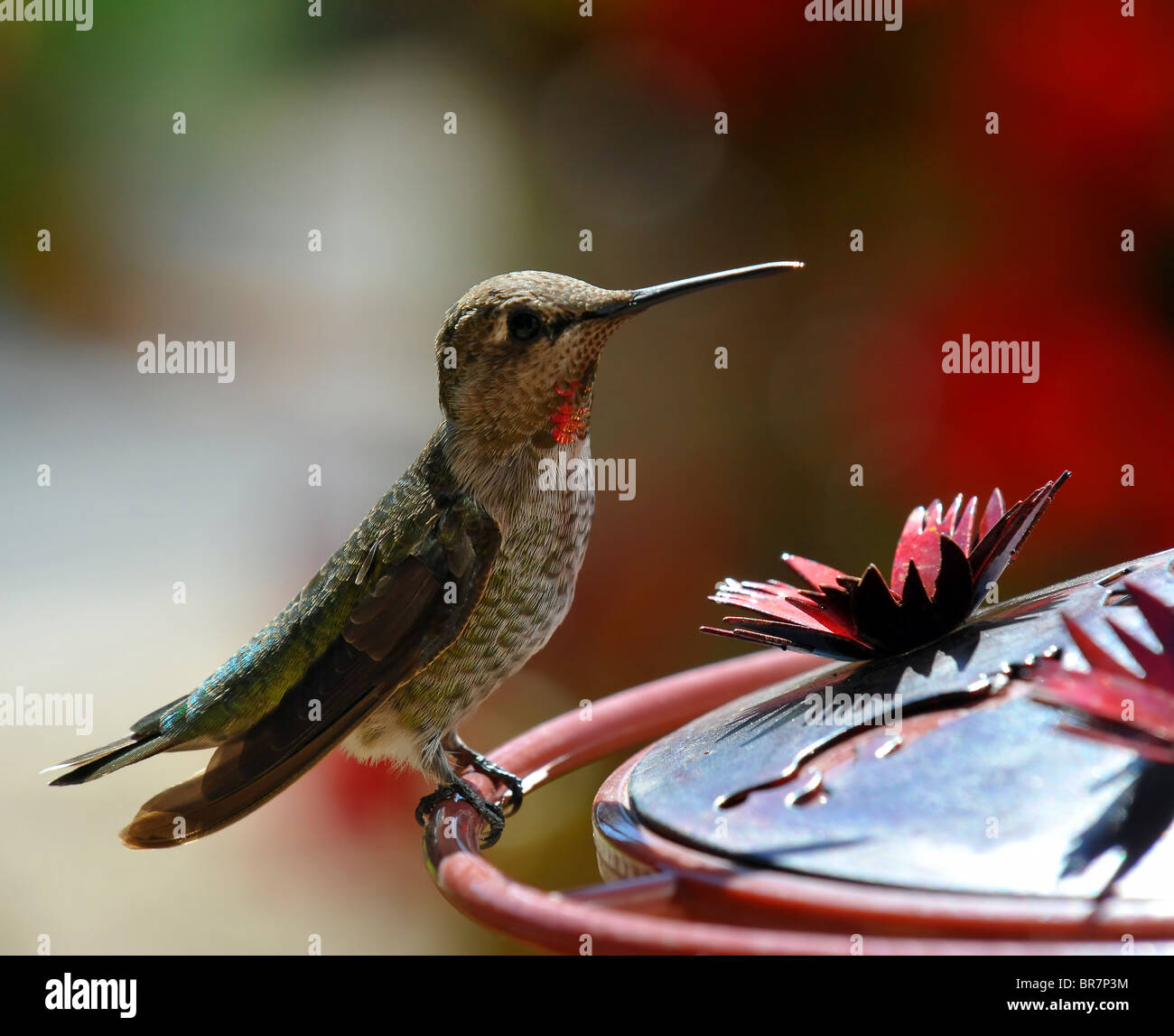 Hummer bird hi-res stock photography and images - Alamy