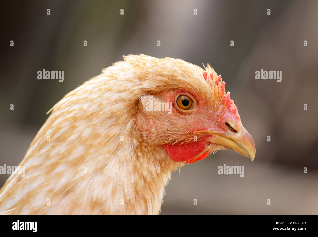 Hen head hi-res stock photography and images - Alamy