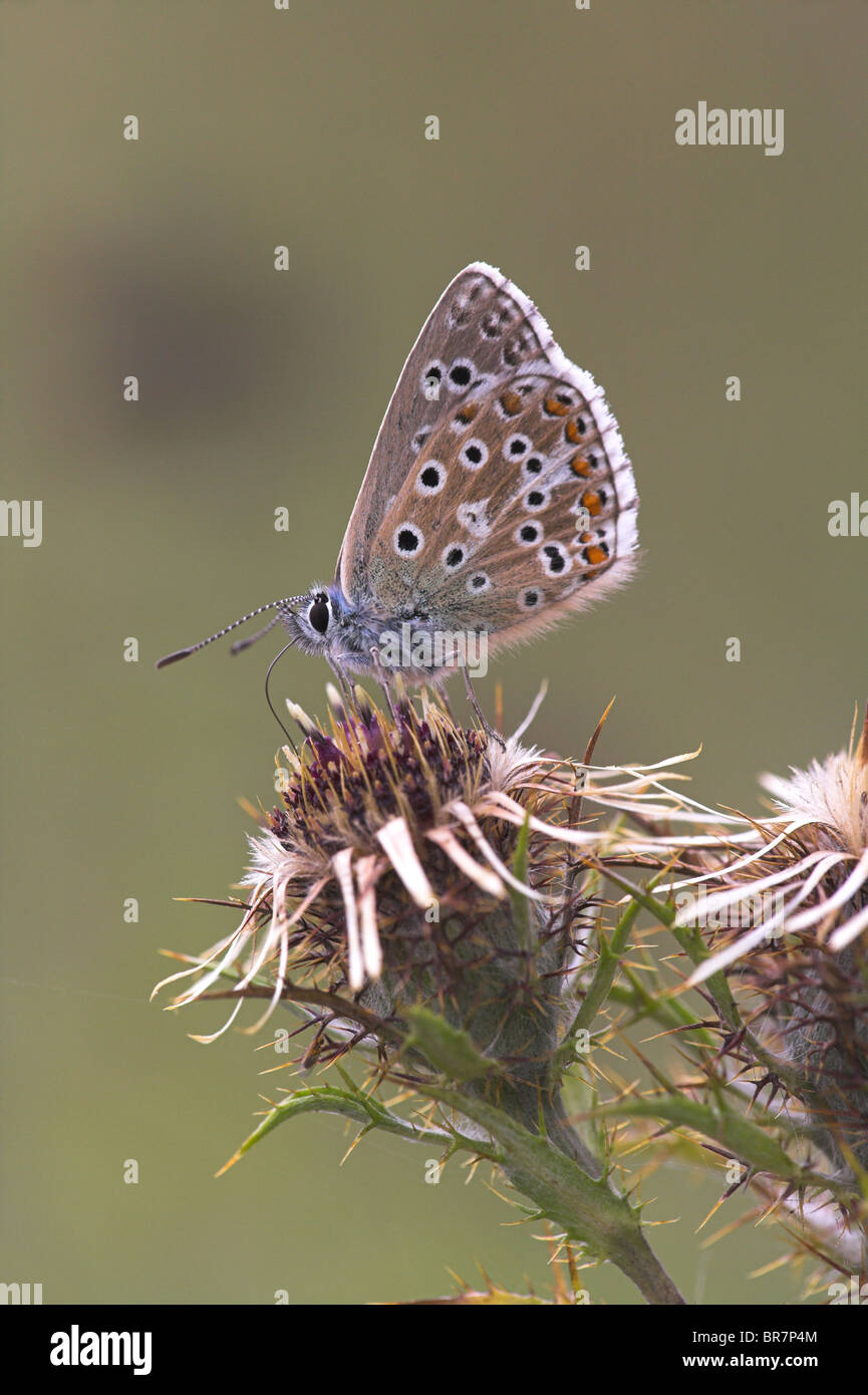 Adonis Blue Polyommatus bellargus male feeding at Lardon Chase ...