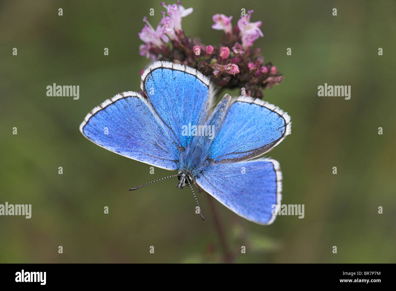 Adonis Blue Polyommatus bellargus male basking at Lardon Chase ...