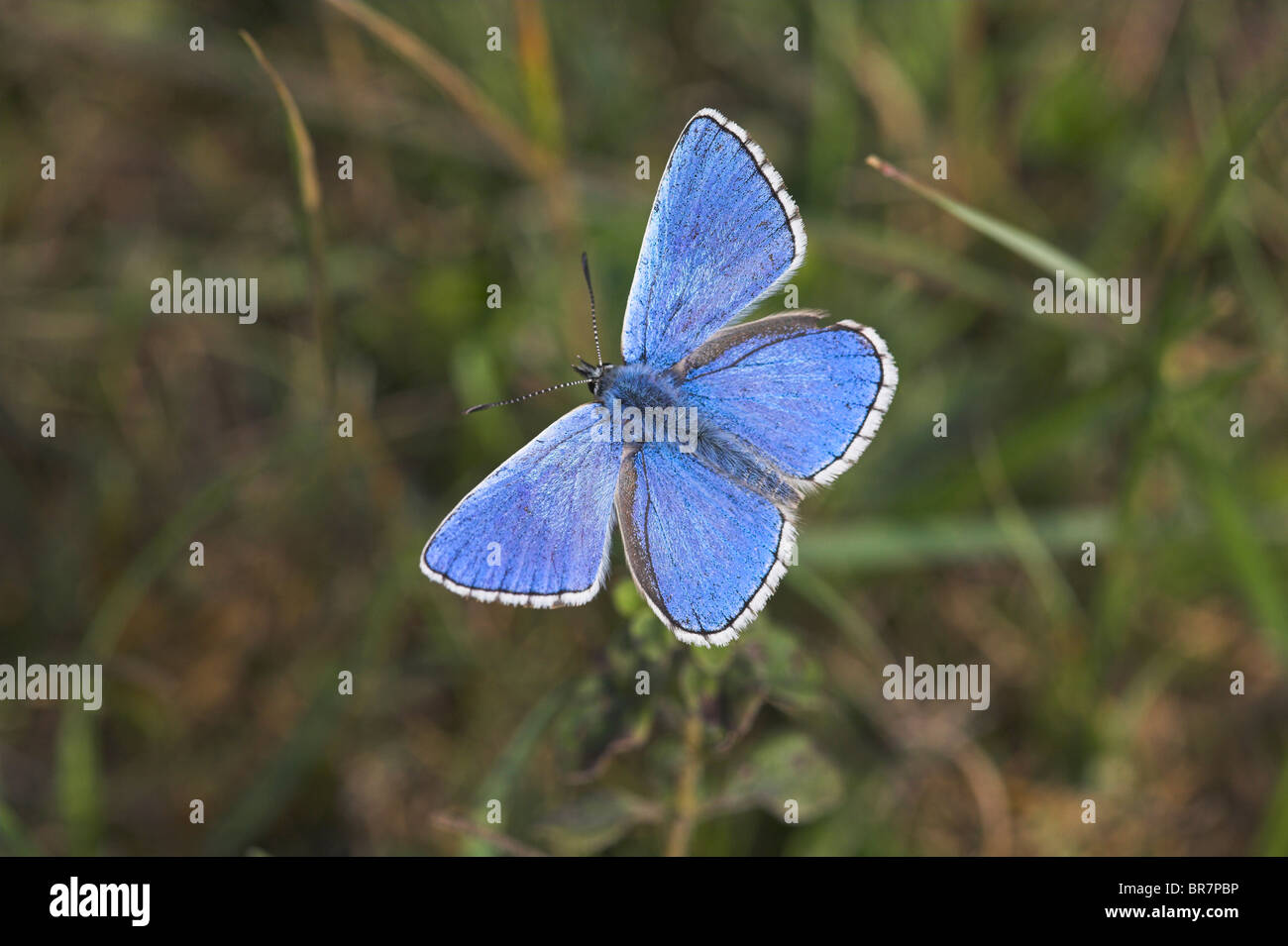 Lardon chase berkshire hi-res stock photography and images - Alamy