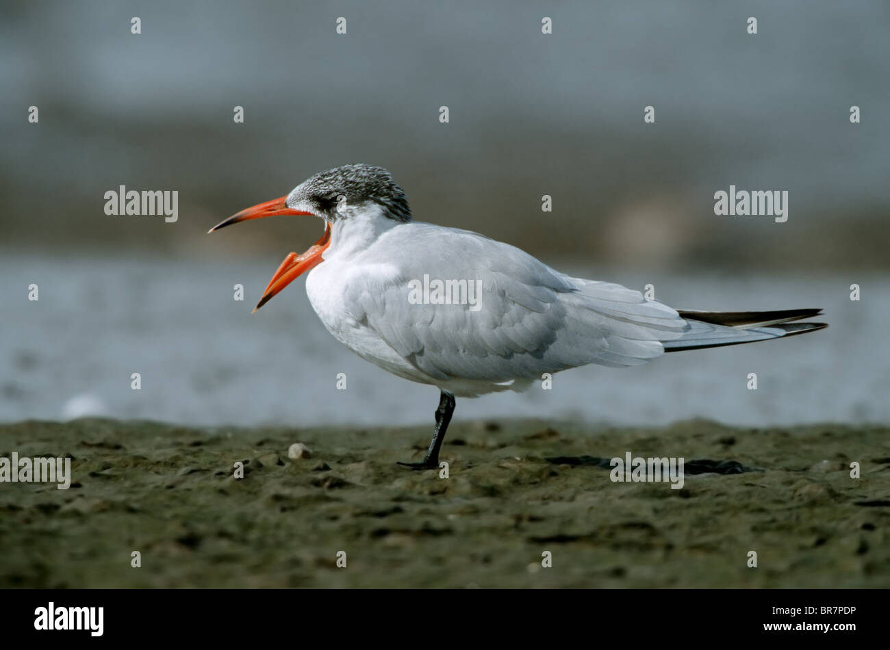 Caspian tern wingspan hi-res stock photography and images - Alamy