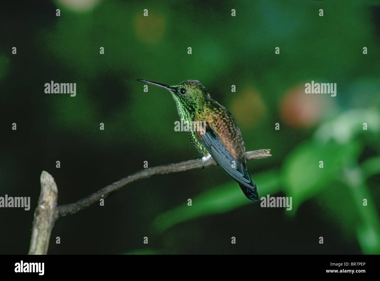 Copper feathers hi-res stock photography and images - Alamy