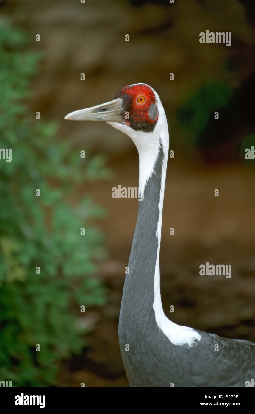 White naped crane bird hi-res stock photography and images - Alamy