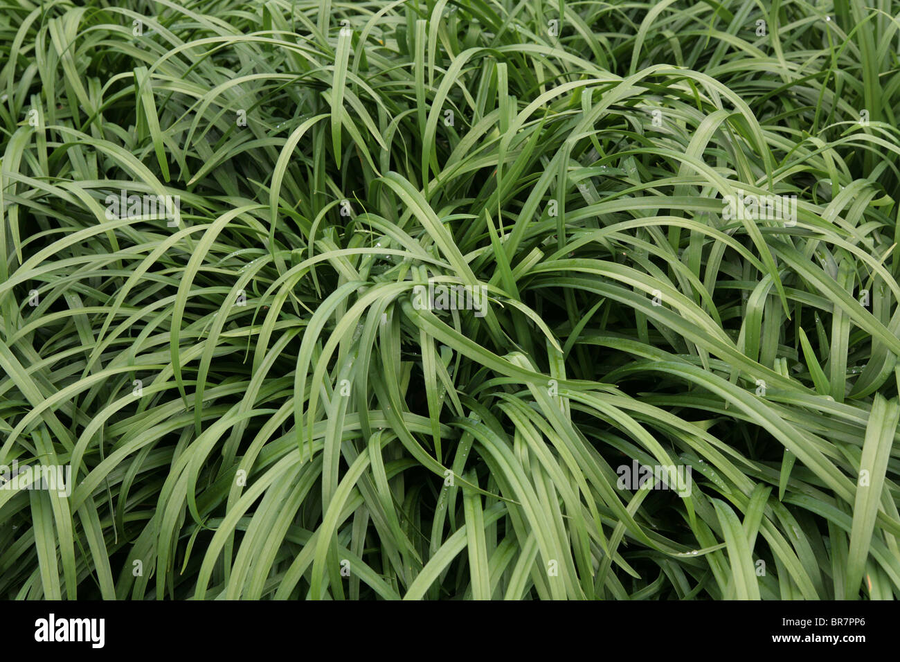 Vegetation seen from a short distance Stock Photo - Alamy