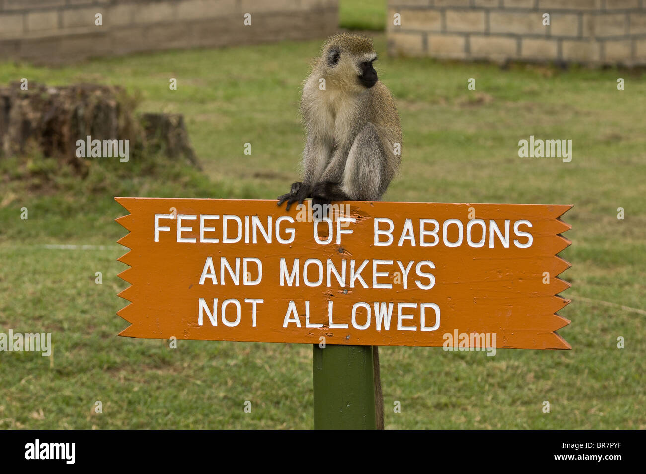 Baboons warning sign hi-res stock photography and images - Alamy