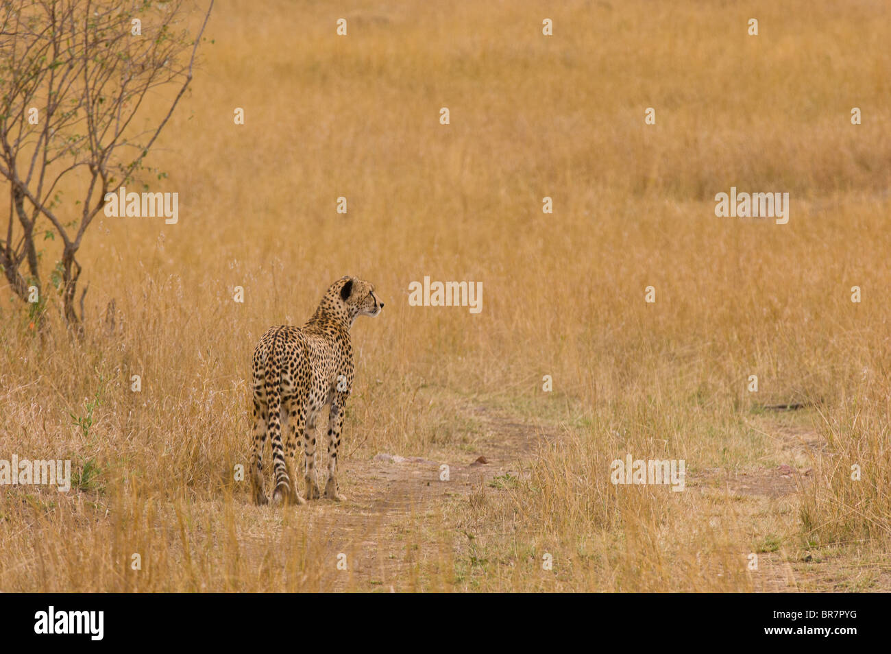 A cheetah surveys the Mara grasslands in early evening Stock Photo - Alamy