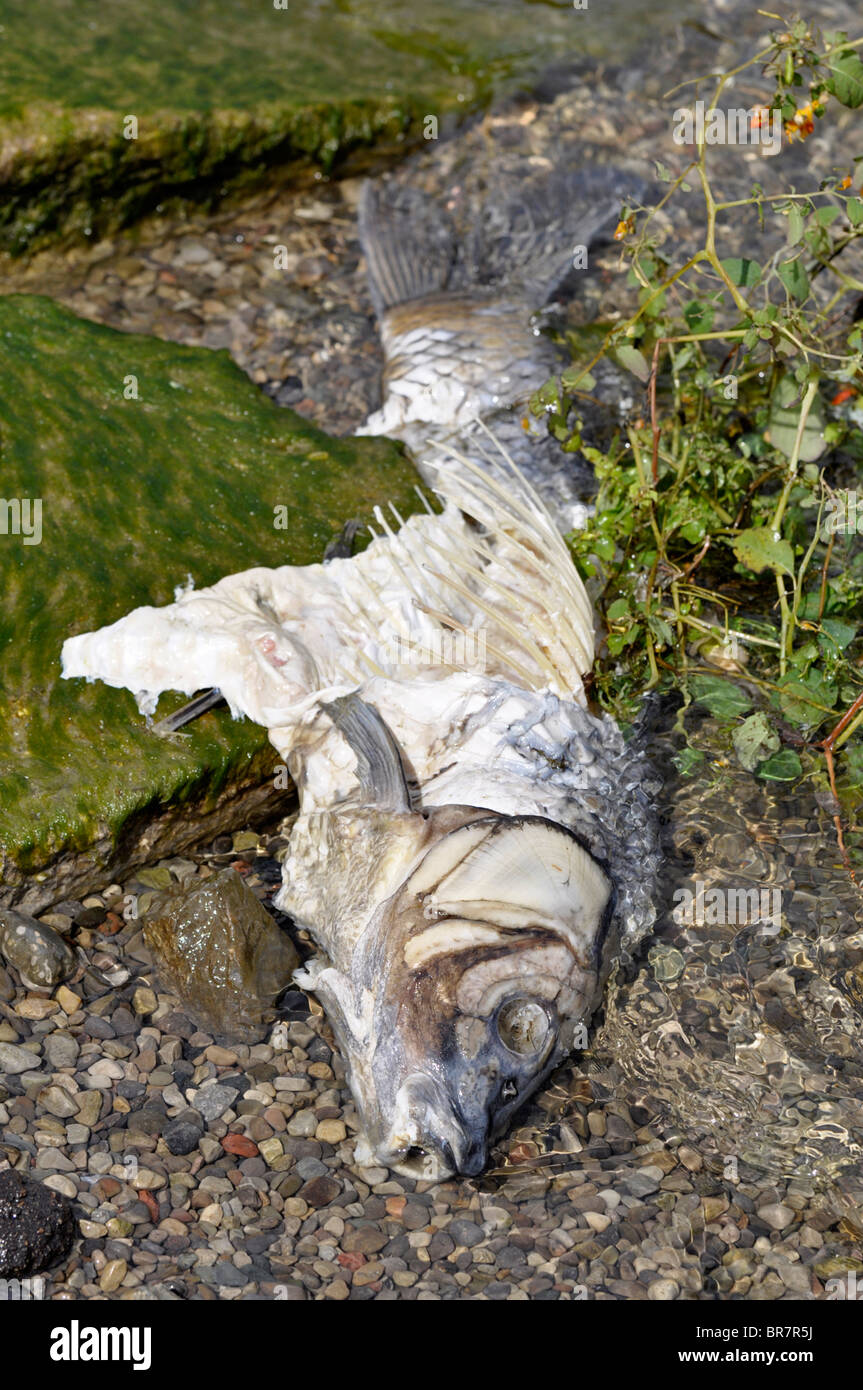 Fish Carcass on Lake Shore Stock Photo - Alamy