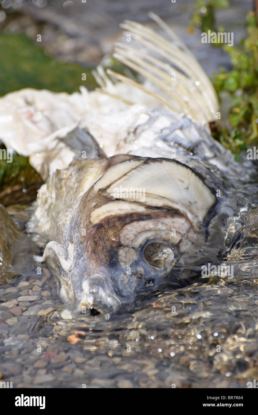 Carcass fish hi-res stock photography and images - Alamy