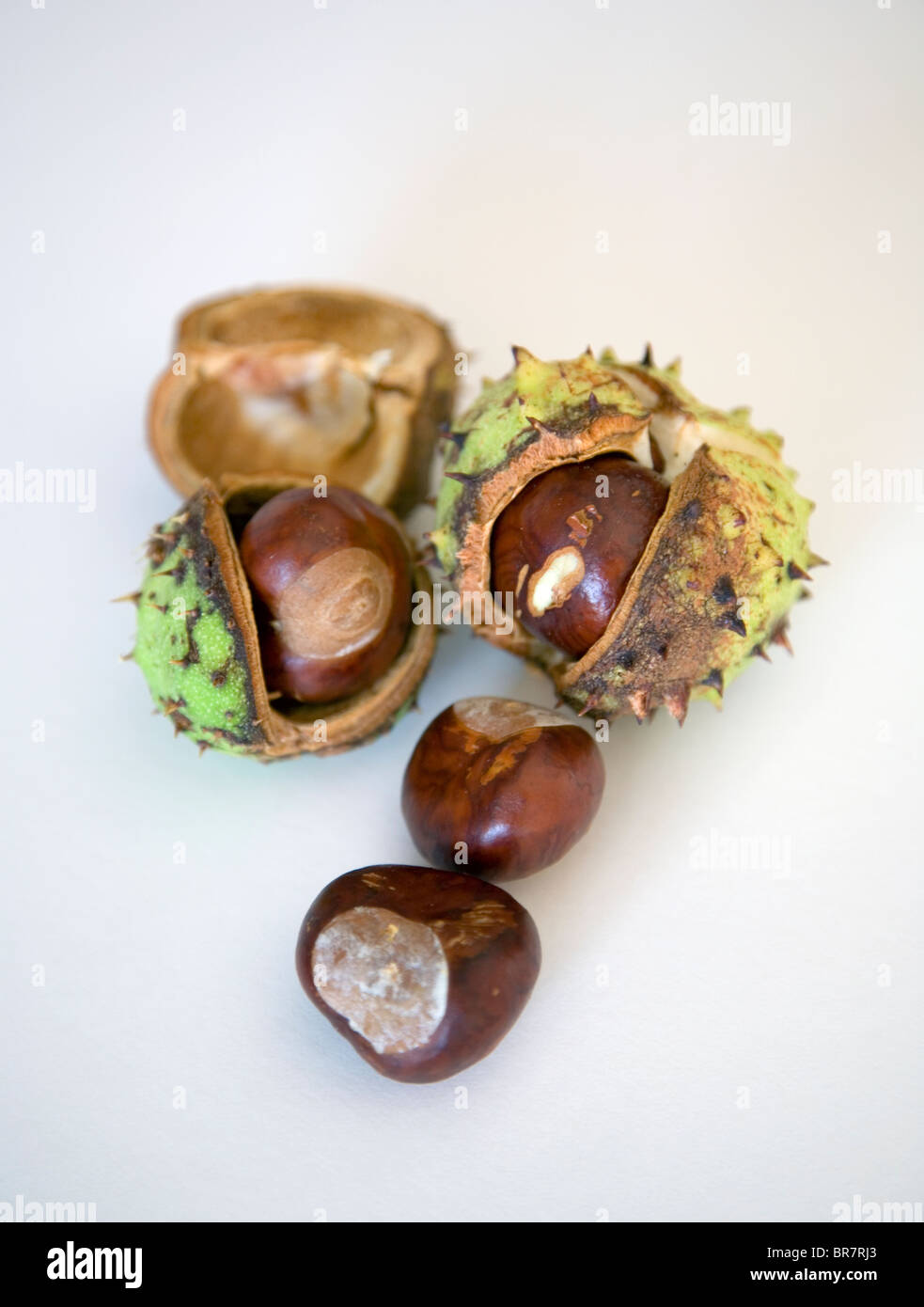 Chestnut spiky pod hi-res stock photography and images - Alamy