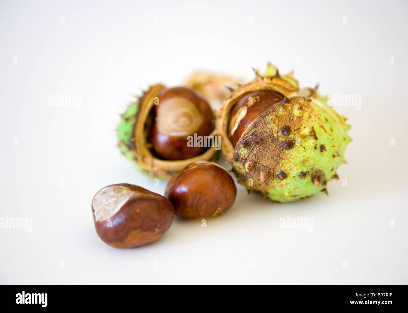 Chestnut spiky pod hi-res stock photography and images - Alamy