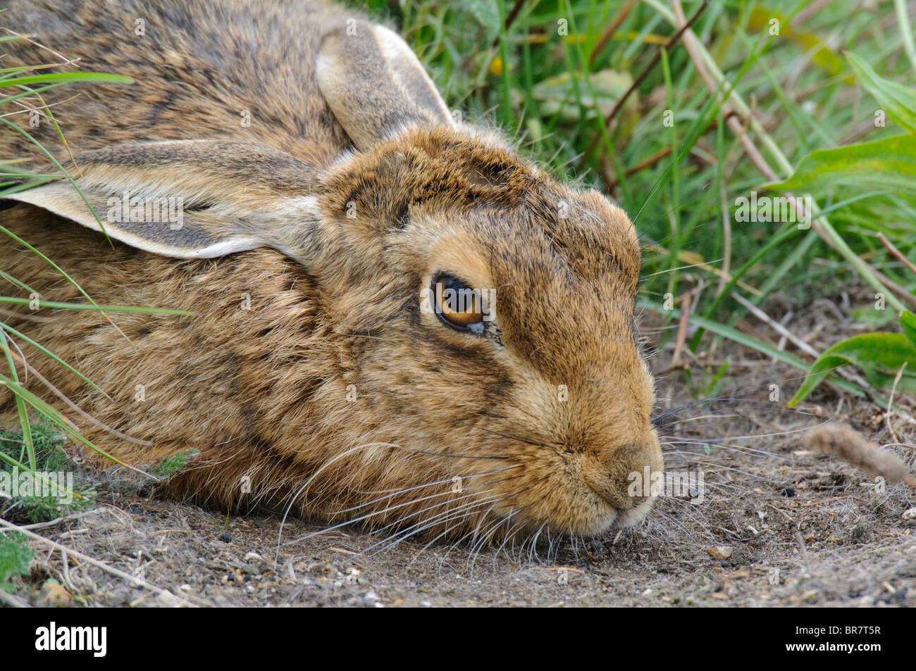 Brown Hare (Lepus europaeus) hiding amongst vegetation on disused ...