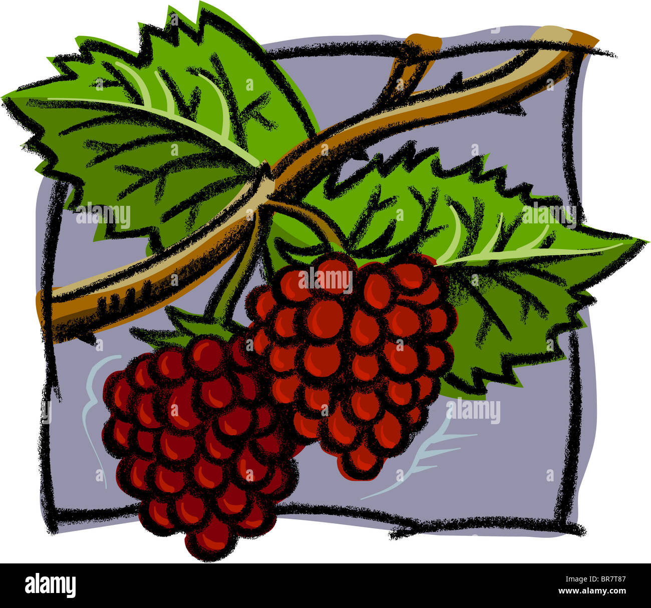 A drawing of fresh raspberries Stock Photo - Alamy