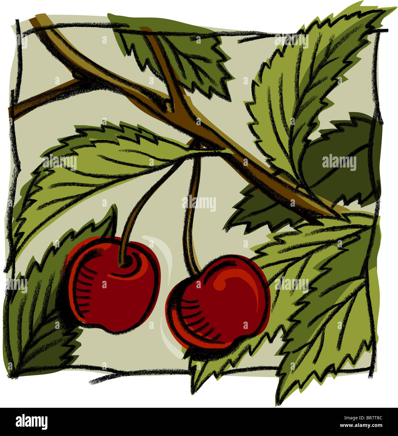 A drawing of ripe cherries hanging from the tree Stock Photo - Alamy
