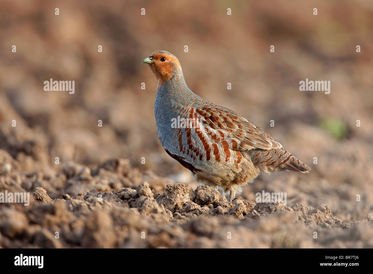 Partridge in a pear tree hi-res stock photography and images - Alamy