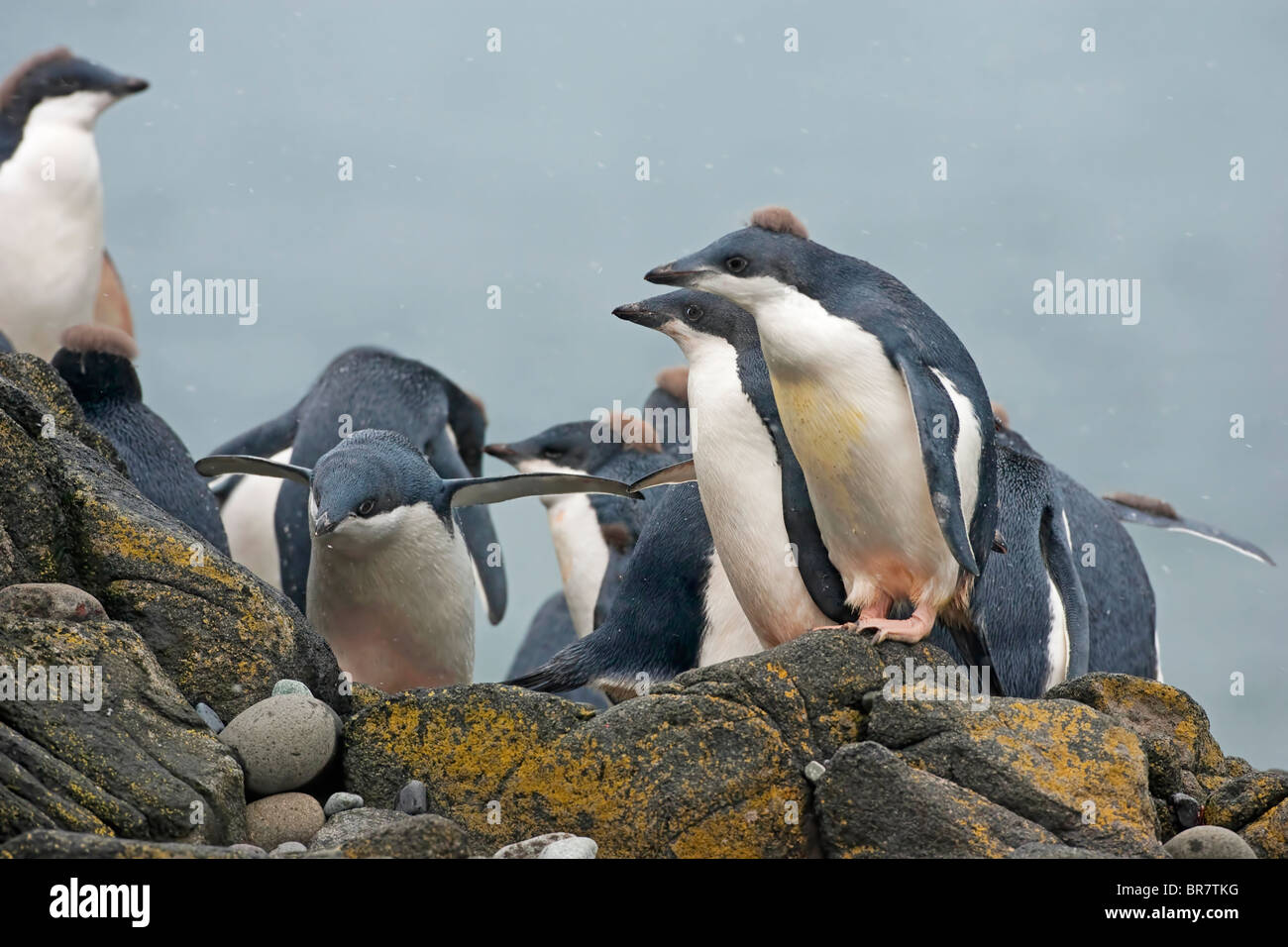 Baby penguins creche hi-res stock photography and images - Alamy