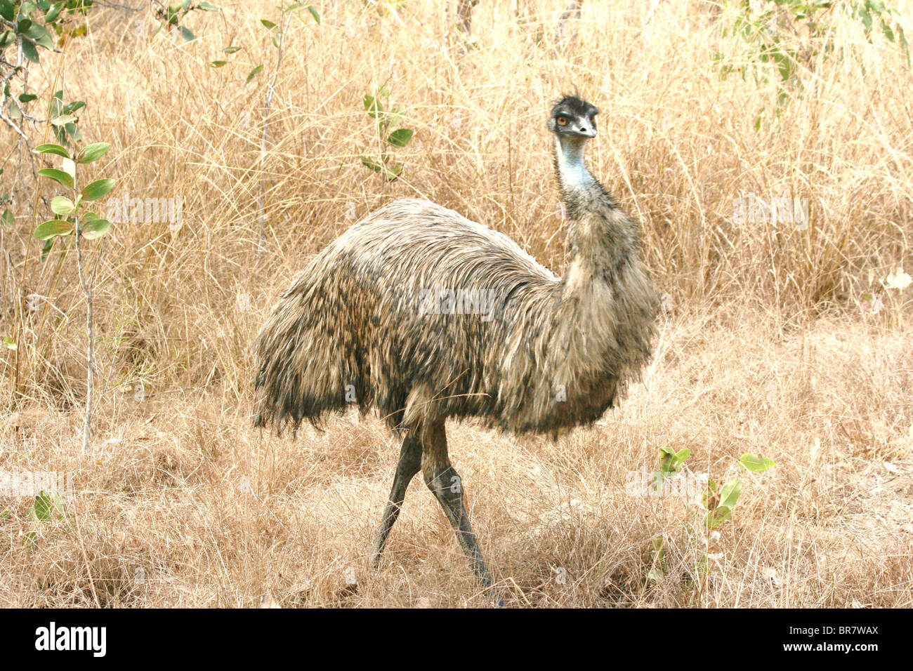 Mainland emu hi-res stock photography and images - Alamy