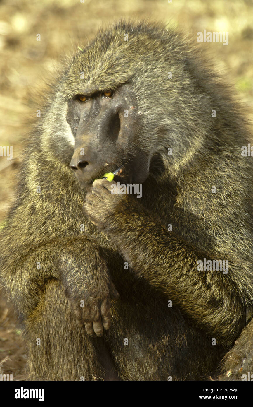 Olive baboon eating fruit, Samburu, Kenya Stock Photo - Alamy