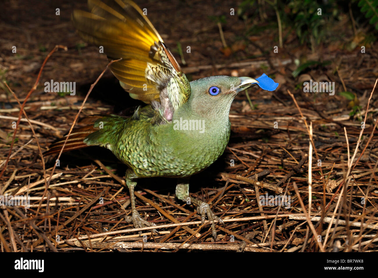 Juvenile male satin bowerbird hi-res stock photography and images - Alamy