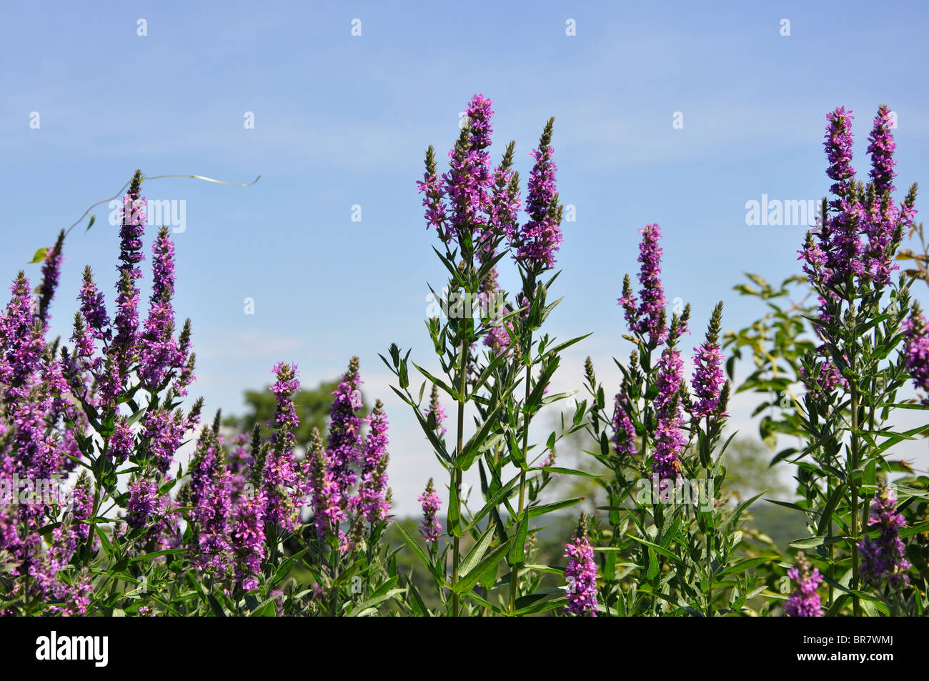Purple flowers, Connecticut, New England, USA Stock Photo - Alamy