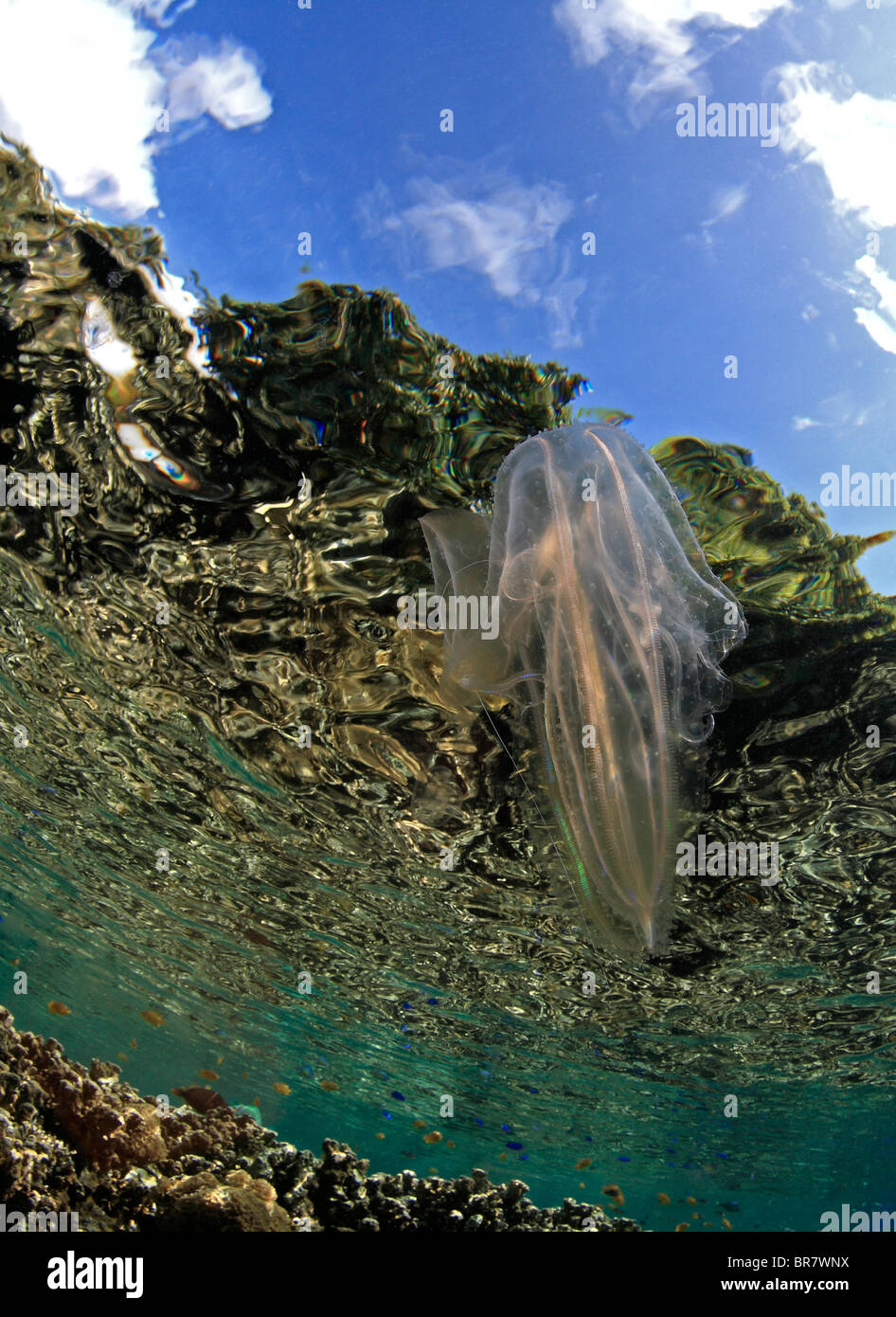 Comb Jelly High Resolution Stock Photography and Images - Alamy