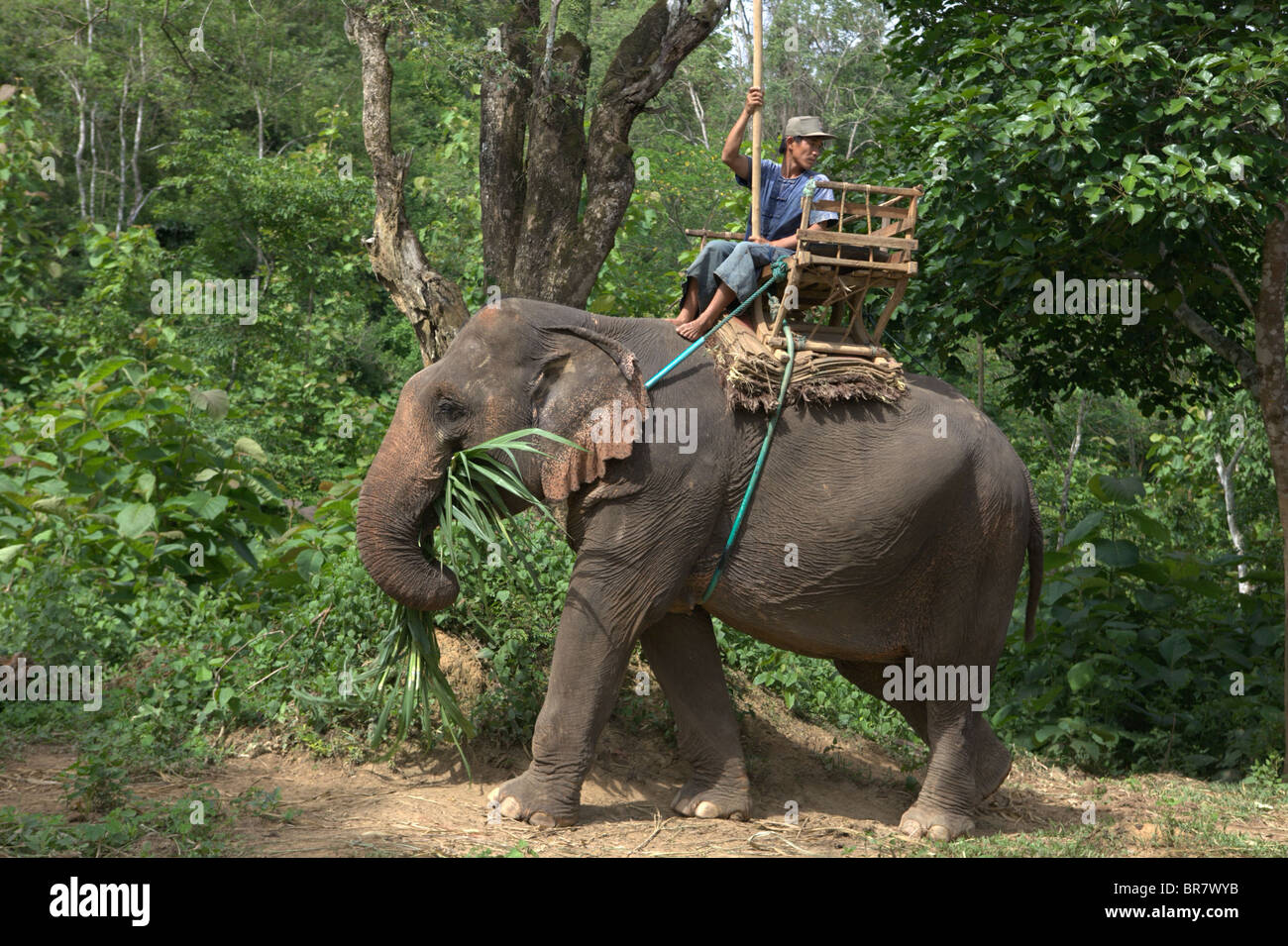 Elephant Mahout Course Laos Stock Photo - Alamy