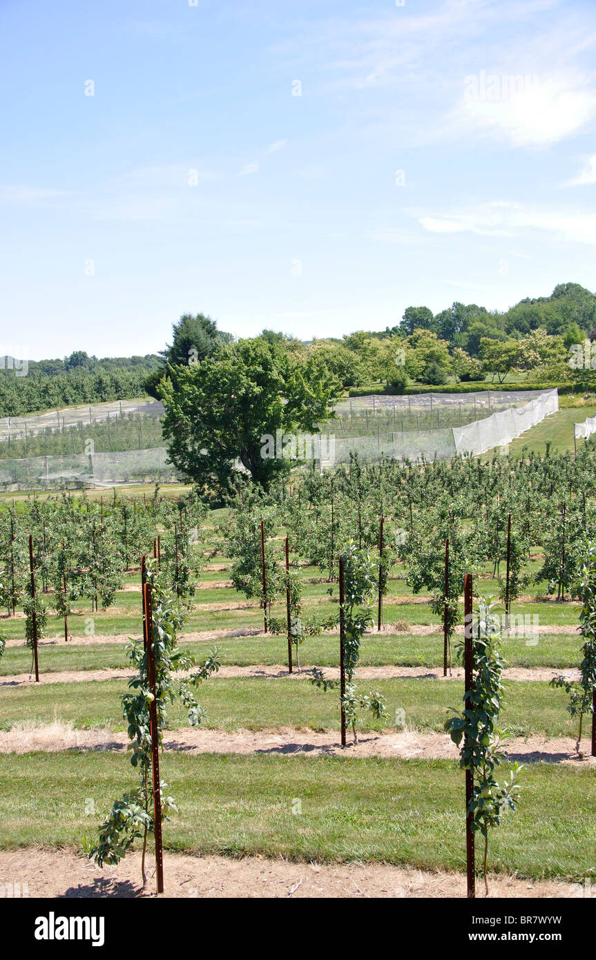 Young apple tree sapling farm, New England farm, Connecticut, USA Stock ...