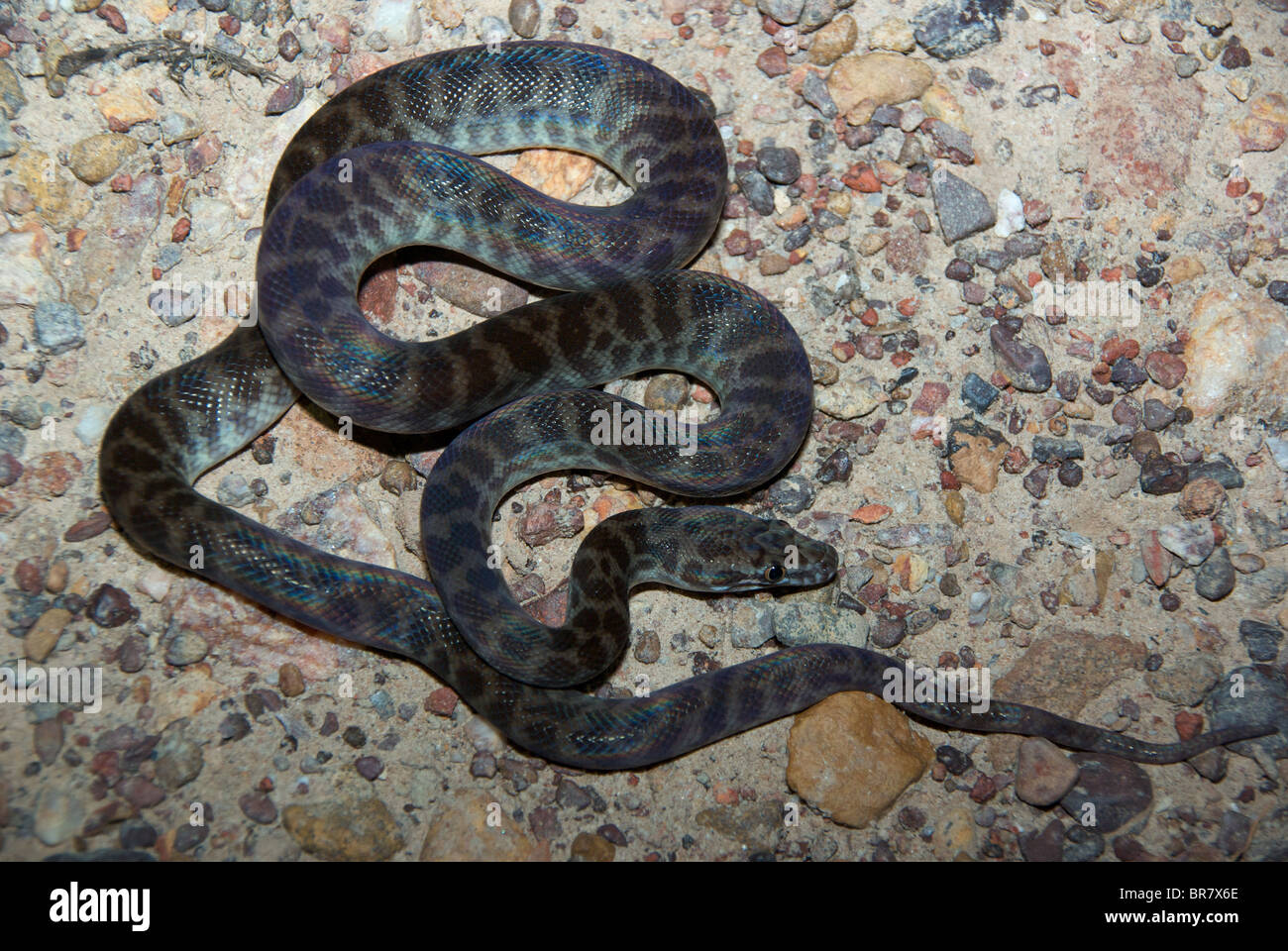 A Children's Python (Antaresia childreni) on a gravel road in ...