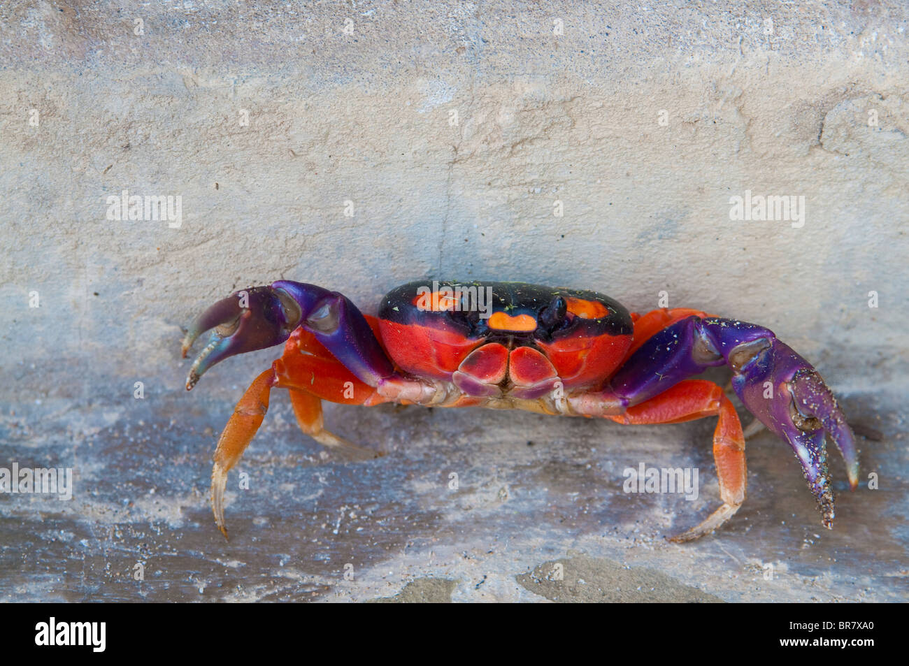 The picture of the red crab from the pacific coast Stock Photo - Alamy