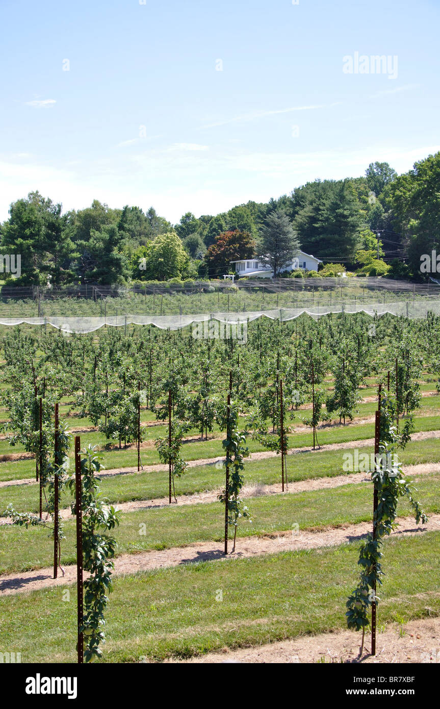 Young apple tree sapling farm, New England farm, Connecticut, USA Stock ...