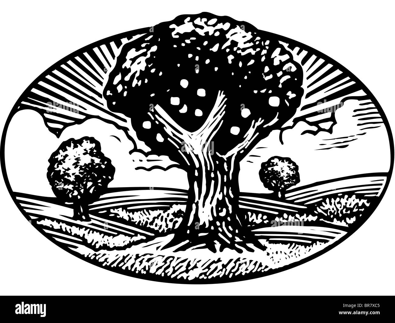Oval shaped nature scene of apple tree in orchard, black and white ...