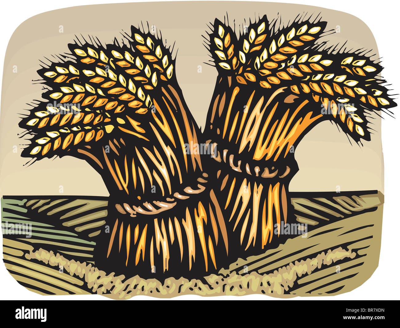 Drawing of bunches of wheat Stock Photo - Alamy