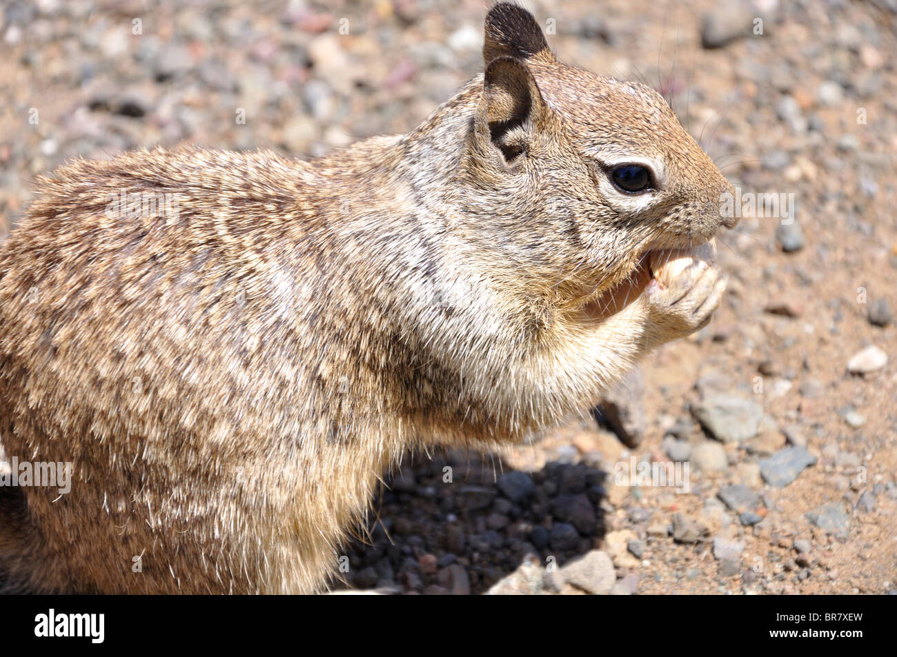 Squirrel eating nuts Stock Photo - Alamy