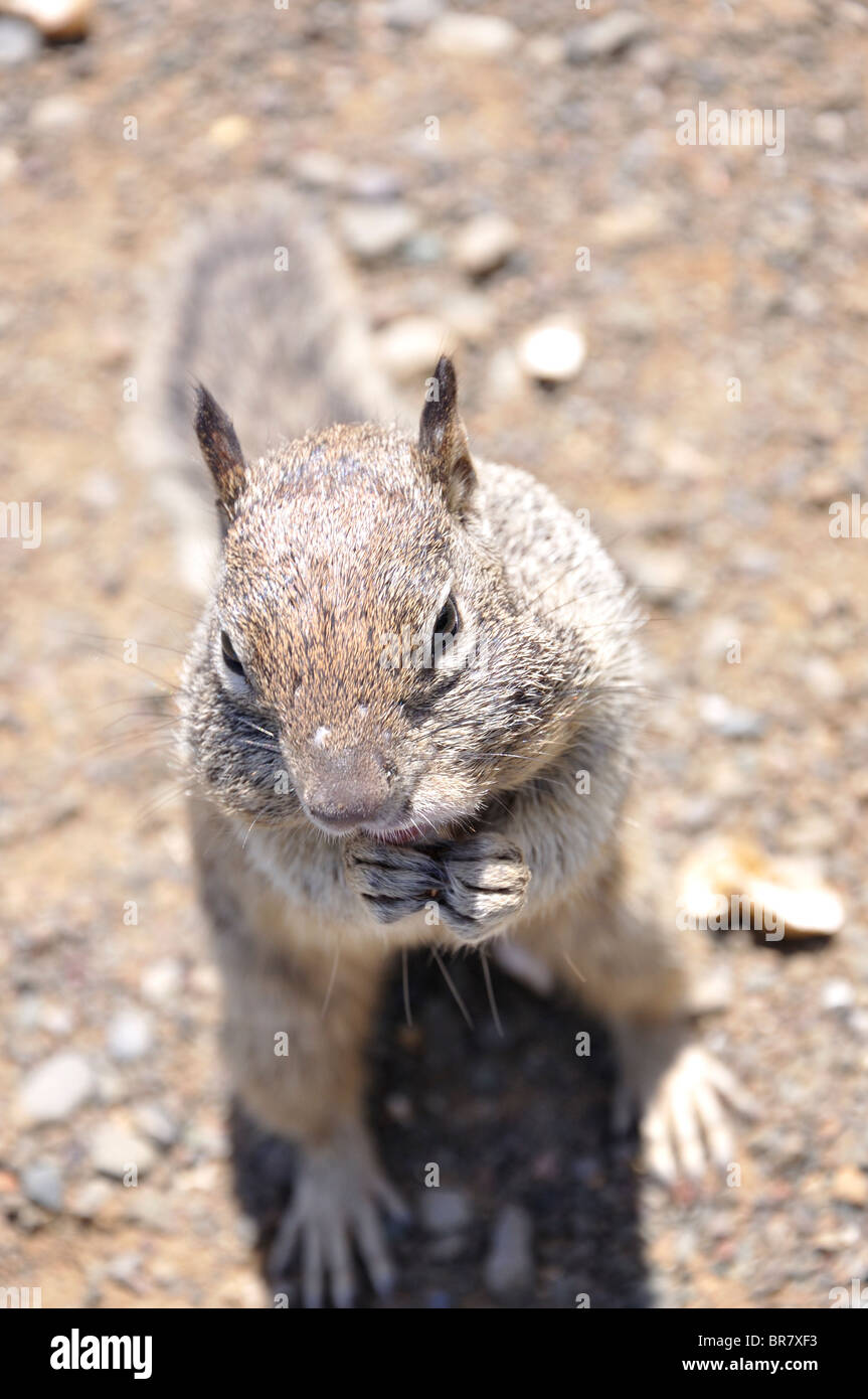 Squirrel eating nuts Stock Photo - Alamy