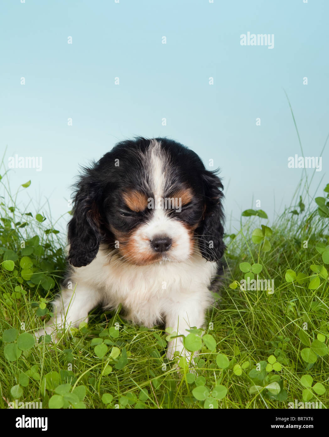 Little cavalier king charles puppy dog in grass with clover Stock Photo ...