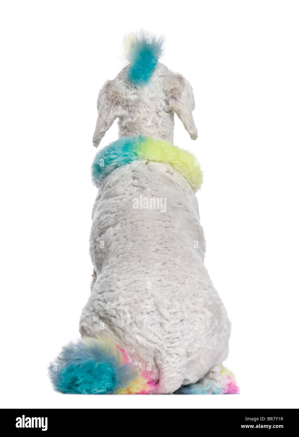 Rear view of Poodle with multi-colored hair, 12 months old, sitting in ...