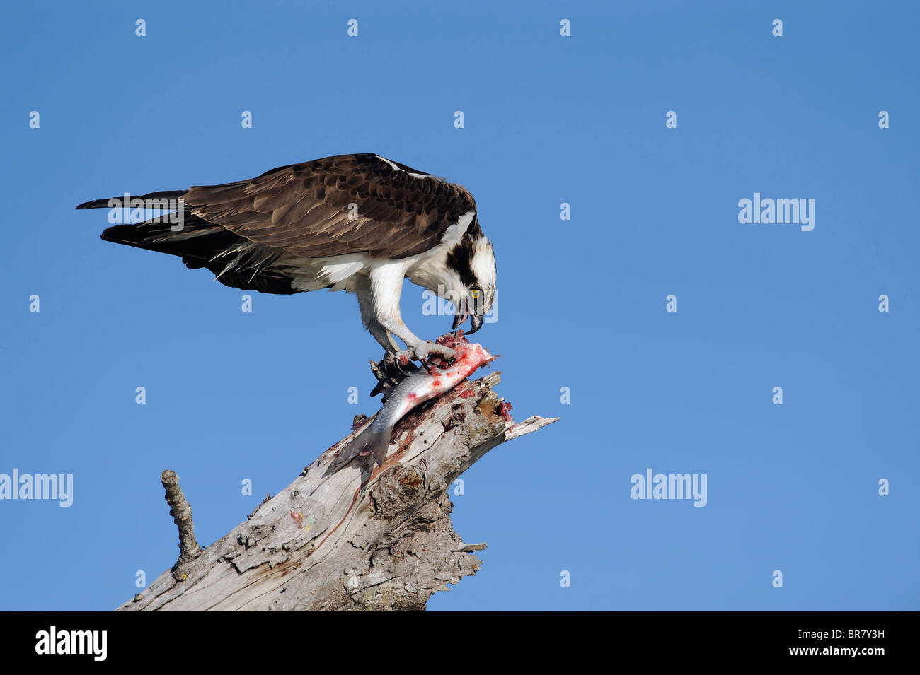 an osprey tearing into a freshly caught fish, landscape format Stock ...