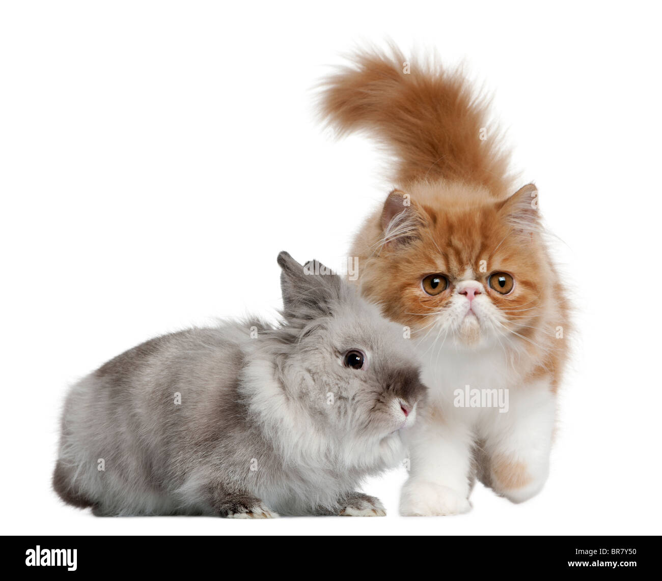 Persian Kitten, 3 months old, and Rabbit, 1 year old, in front of white ...