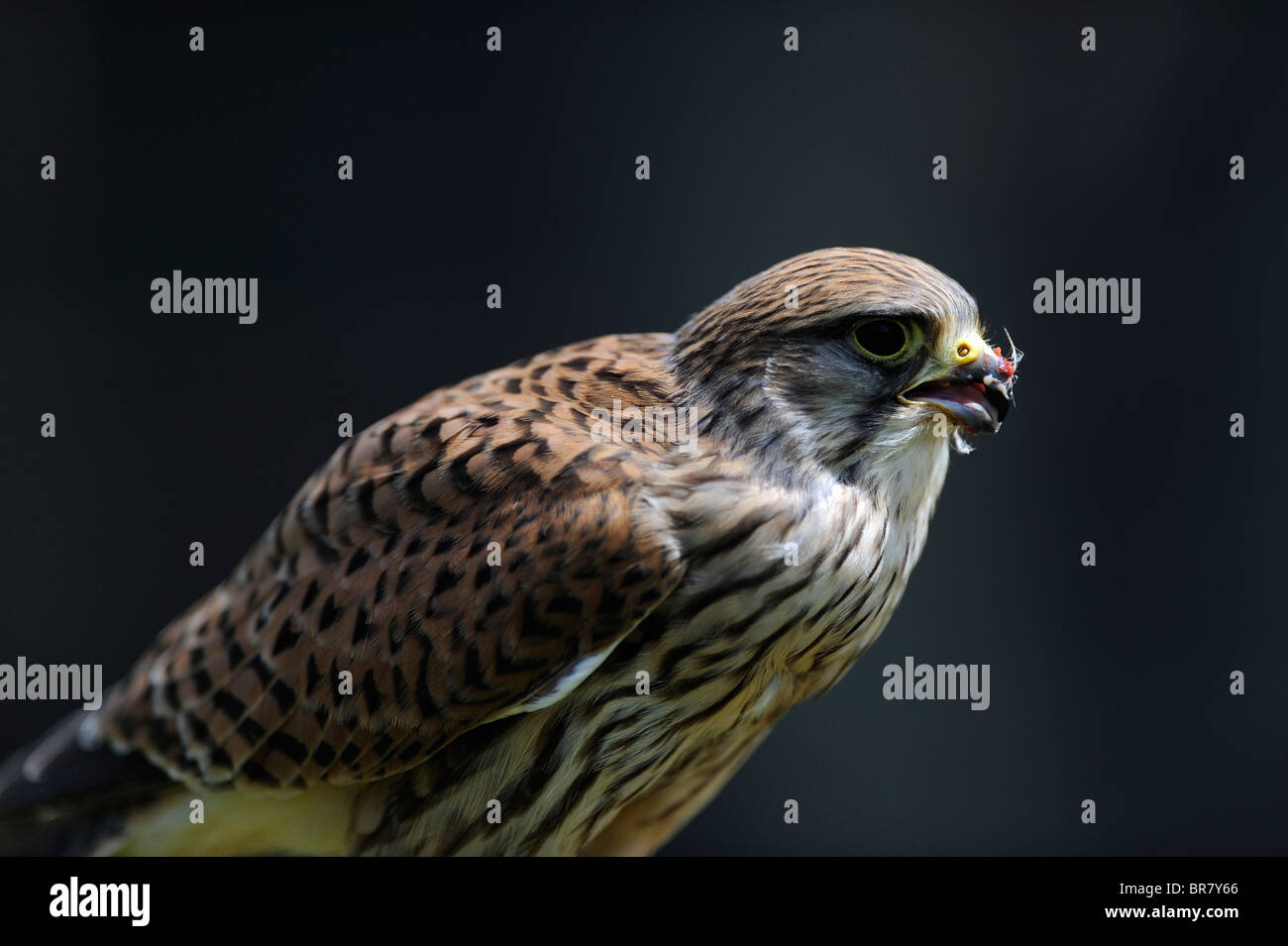portrait of a european kestrel Stock Photo - Alamy