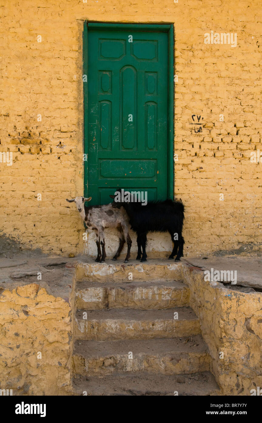 Nubian woman and goats on Elephantine Island in Aswan Egypt Stock Photo ...