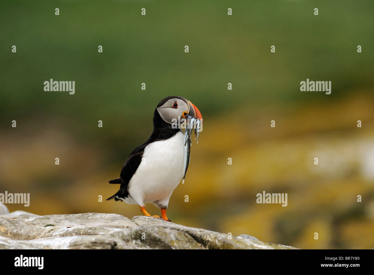 puffin perched on a rock with a beak full of fish Stock Photo - Alamy