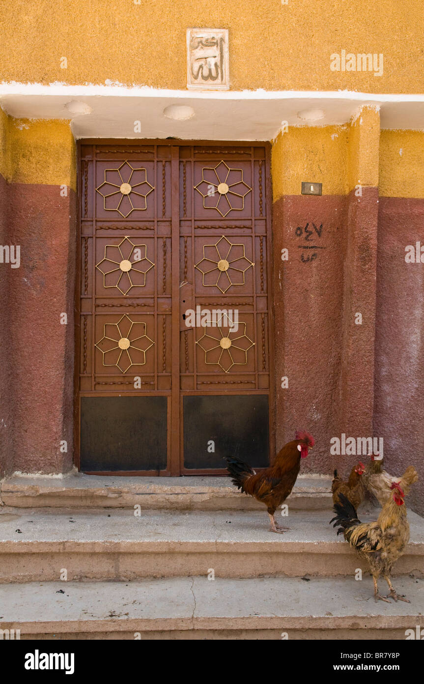 Bird in aswan hi-res stock photography and images - Alamy