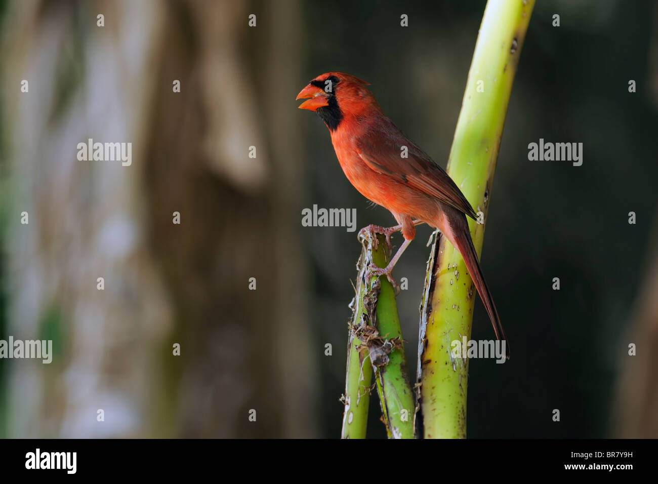 a bright red northern cardinal singing merrily Stock Photo - Alamy