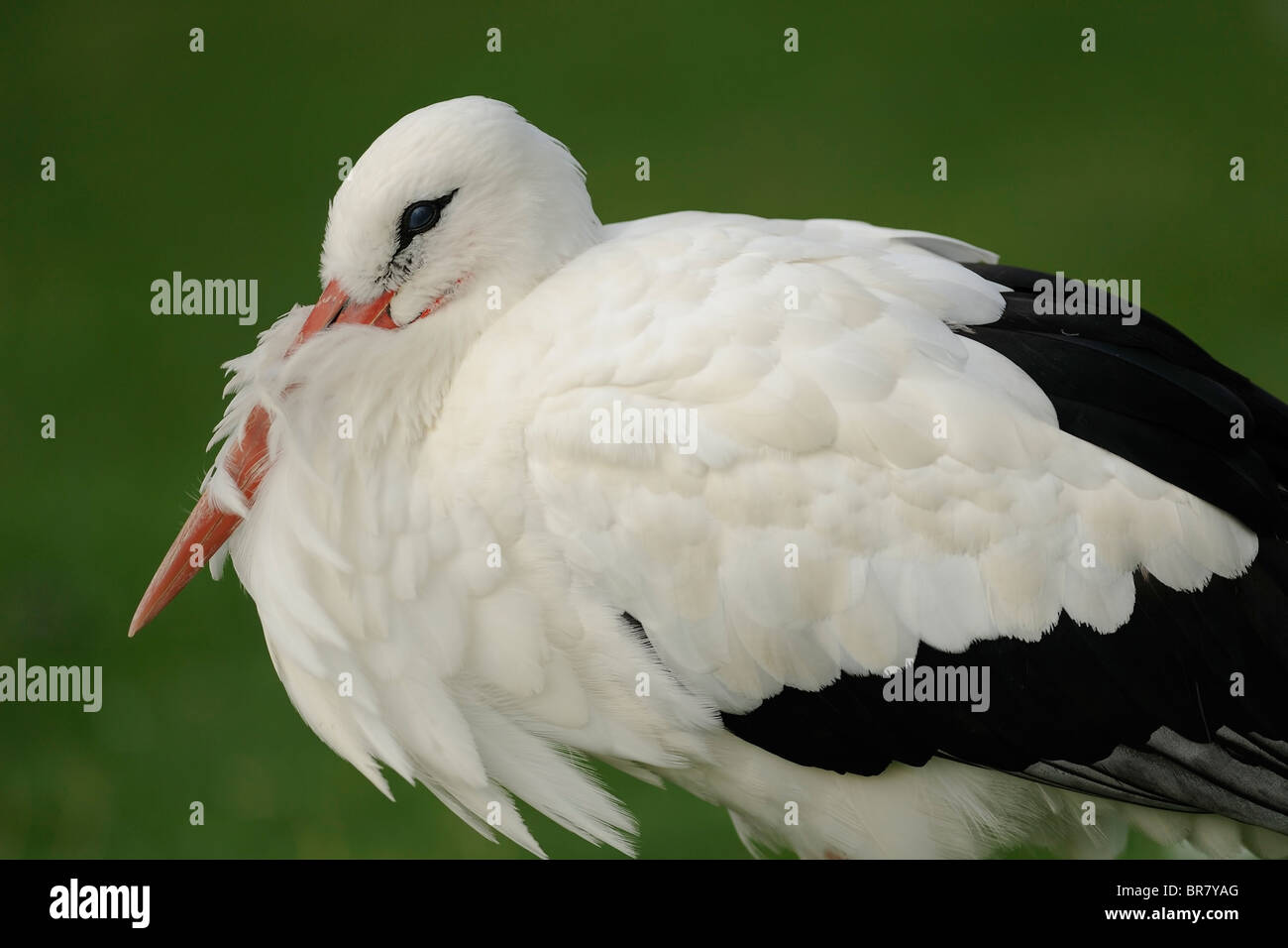 a portrait of a white stork roosting Stock Photo - Alamy